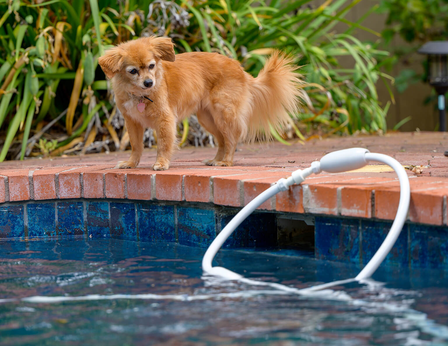 Diary of a Dog: Muffy - Punch Magazine